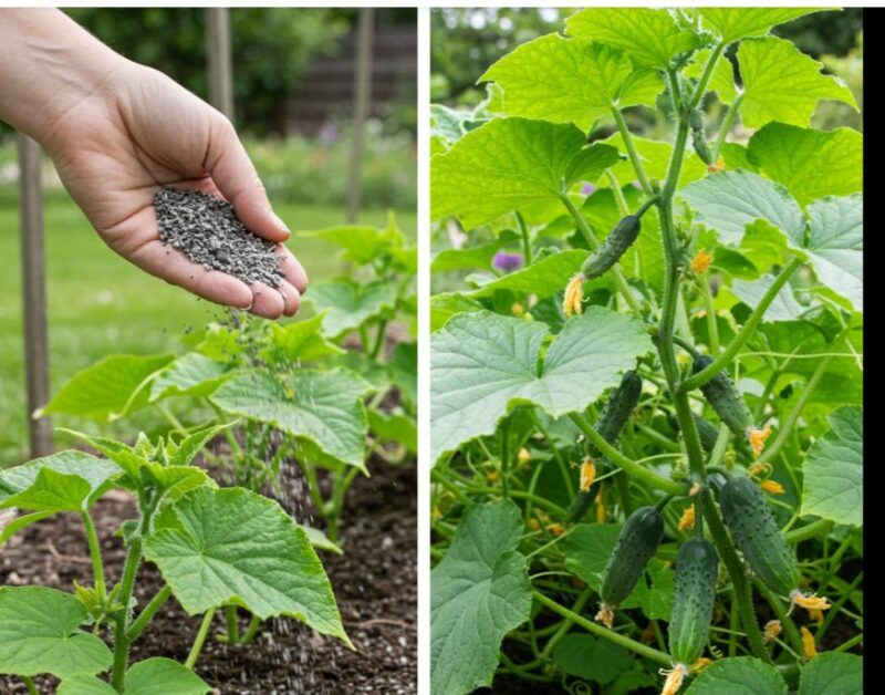 Non piantare i cetrioli senza questo ingrediente: raddoppia ...